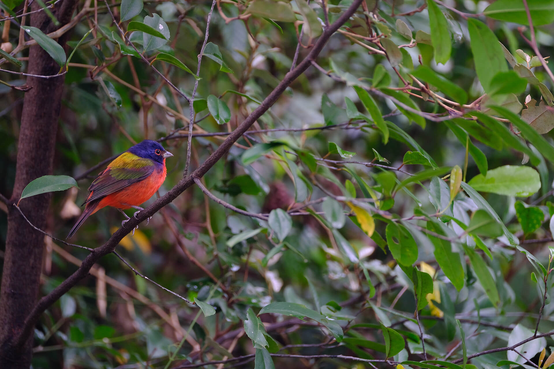 Bok's Bird Sanctuary - Bok Tower Gardens